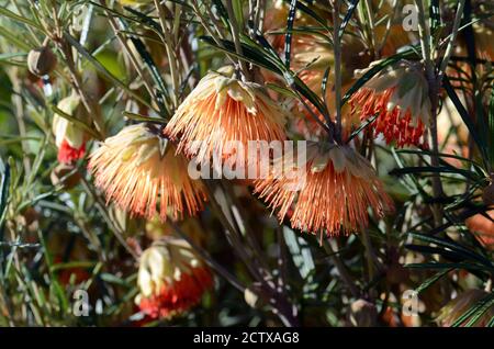 Australian native wildflower the Yanchep Rose, Diplolaena angustifolia ...