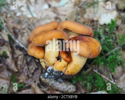 Weeping milk cap (Lactifluus volemus). Called Orange-brown milky, Tawny ...