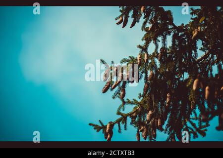 pine corns on a tree Stock Photo - Alamy