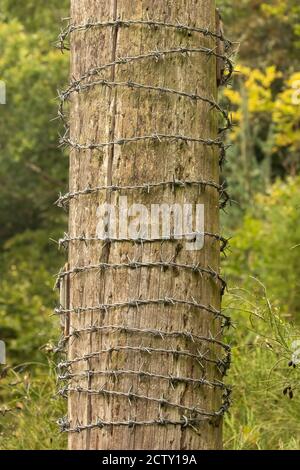 Barbed wire around the prison . The concept of security Stock Photo - Alamy
