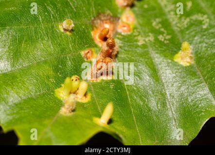 Beech Gall Midge - Hartigiola annulipes, galls on beech leaf - Fagus ...
