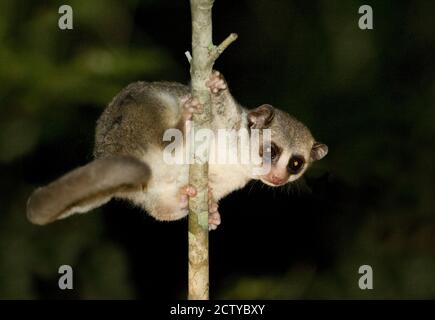 Greater dwarf lemur (Cheirogaleus major), also known as the Geoffroy's ...