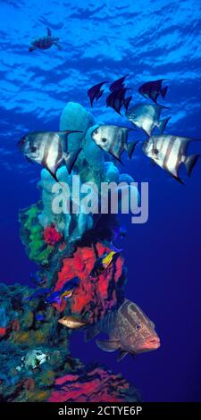 A school of large Spadefish swimming in the blue with silver bodies and ...