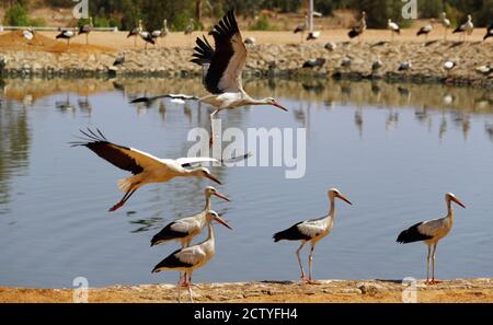 Sharm El Sheikh. 26th Sep, 2020. A white stork flies over a bird park ...