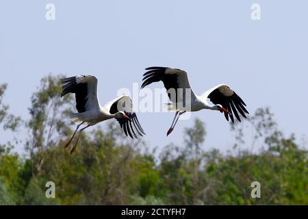 fly over Sharm El Sheikh EGYPT sinai Peninsula bird eye view birds bird ...