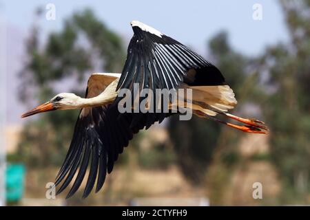 Sharm El Sheikh. 26th Sep, 2020. White storks fly over a bird park in ...