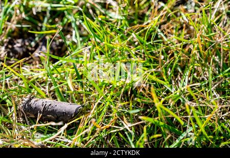 Practice of spiking a lawn to allow moisture and nutrients to reach ...