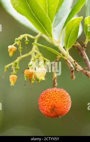 Arbutus unedo or strawberry tree is an evergreen shrub or small tree in ...