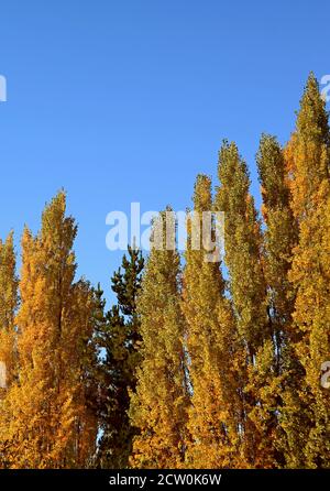 Poplar trees forest in Autumn. Castillejo de Mesleon, Segovia province ...