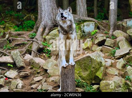 Montebello,Quebec,Canada,September 25, 2020.Arctic wolf in an animal ...