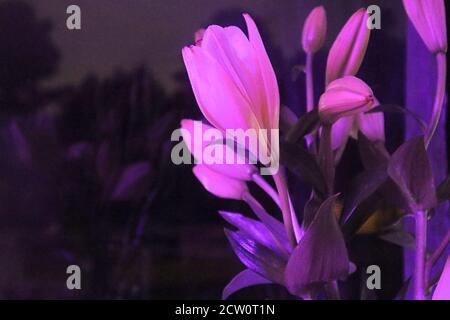 lilies with colored led lighting Stock Photo - Alamy