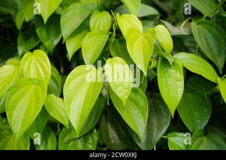 Heart-shaped leaf of Betel Vine / Piper betle. Not same as the tree ...