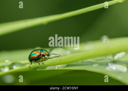 Jewel coleopteron insect bug on blades of grass with dew drops Stock ...