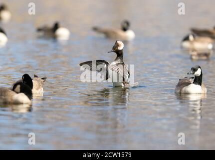 a hooded merganser drake in the water Stock Photo - Alamy