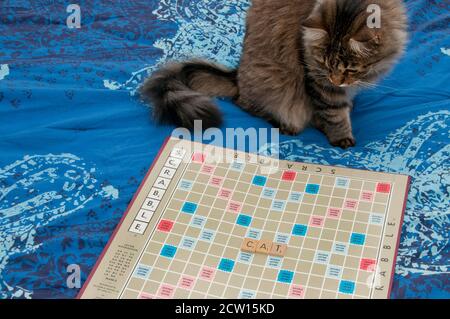 domestic cat looking at a scrabble board with the word CAT spelled out ...