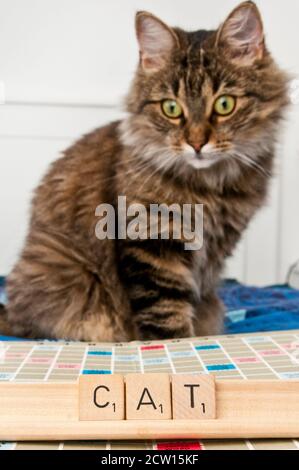 domestic cat looking at a scrabble board with the word CAT spelled out ...
