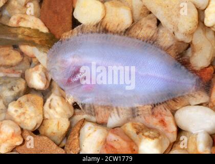 Sole freshwater fish, Achiroides leucorhynchos, Achiroides ...