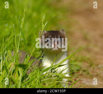 Weasel (Mustela nivalis) Juvenile in long grass looking Stock Photo - Alamy