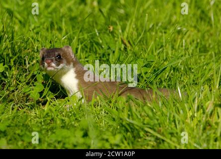 Weasel (Mustela nivalis) Juvenile in long grass looking Stock Photo - Alamy