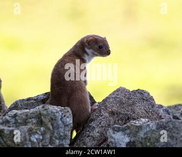 Weasel (Mustela nivalis) Jvenile hunting in dry stone wall Stock Photo ...