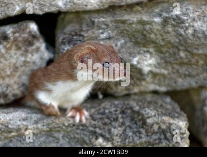 Weasel (Mustela nivalis) Jvenile hunting in dry stone wall Stock Photo ...