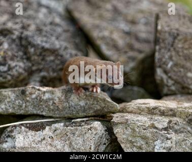Weasel (Mustela nivalis) Jvenile hunting in dry stone wall Stock Photo ...