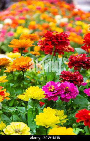 Marigolds and other northern ornamental flowers Stock Photo - Alamy