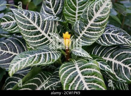 Beautiful foliage of Zebra plant with tiny yellow flower Stock Photo ...