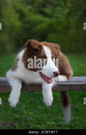 Border collie puppy dog pretty cute playing on a park. Domestic canine ...