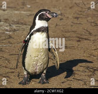 Closeup shot of an African penguin face Stock Photo - Alamy