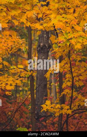 Colourful maple trees in the Indian summer Stock Photo - Alamy
