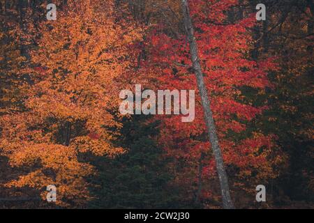 Colourful maple trees in the Indian summer Stock Photo - Alamy