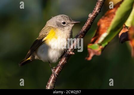 Common yellowthroat during fall migration Stock Photo - Alamy