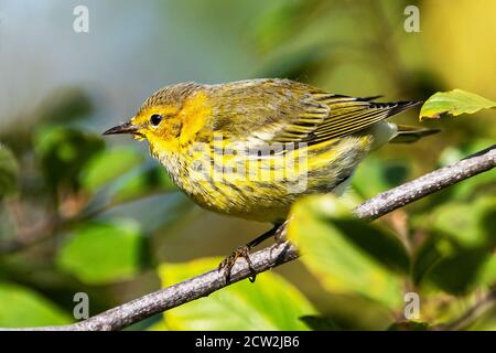 Cape May warbler during fall migration Stock Photo - Alamy