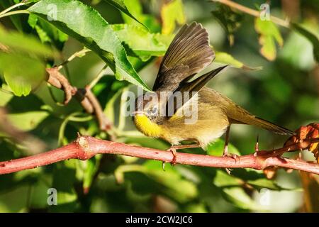 Common yellowthroat during fall migration Stock Photo - Alamy
