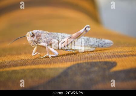 brown dead locusts broken legs, grasshopper macro insect bug close up ...