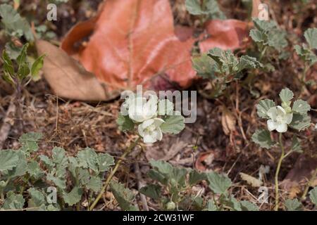White axillary inflorescences, Alkali Mallow, Malvella Leprosa ...