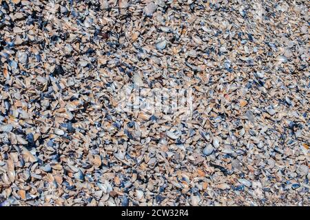 Crushed shells of black mussel Choromytilus meridionalis closeup as ...