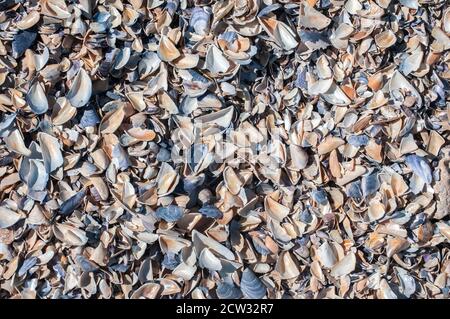 Crushed shells of black mussel Choromytilus meridionalis closeup as ...