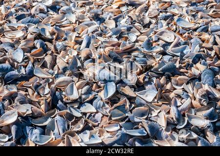 Crushed shells of black mussel Choromytilus meridionalis closeup as ...
