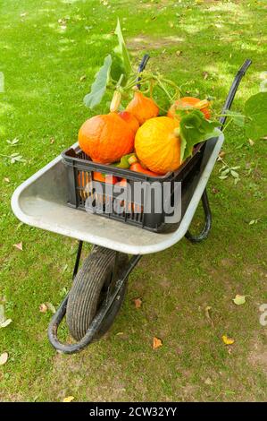 Pile of freshly harvested squash in Bellevue, Washington, USA. The ...