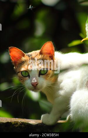 cute indian cat Stock Photo - Alamy