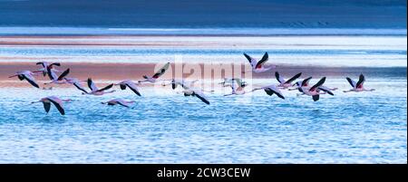FLAMENCO DE JAMES, PARINA CHICA, Phoenicoparrus jamesi, Laguna Carachi ...