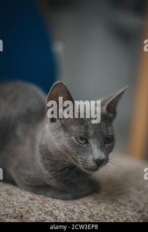 Adorable cat with a serious face expression Stock Photo - Alamy