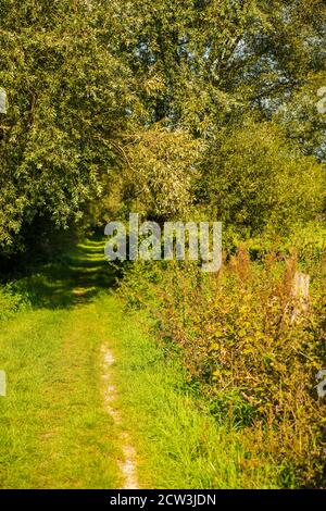 small track in the green beside a forest Stock Photo - Alamy