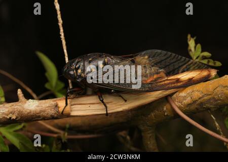 Black Cicada (Cryptotympana aquila), (Walker, 1850 Stock Photo - Alamy
