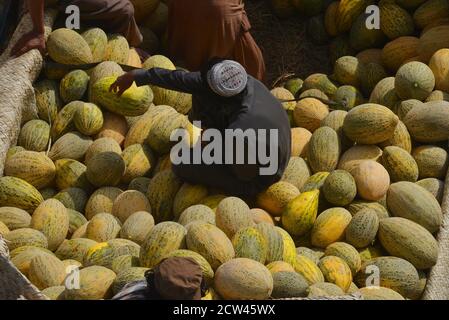 Pakistani farmers busy in their trucks loaded with watermelon at a ...