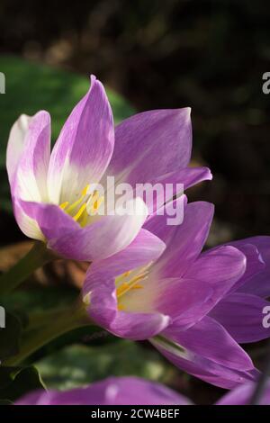 Colchium 'The Giant' Stock Photo - Alamy