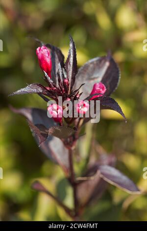 Weigela (Weigela florida 'Alexandra' Stock Photo - Alamy