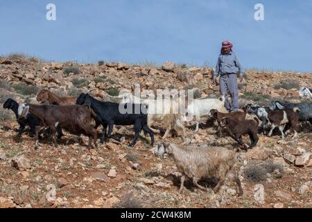 Jordan near Petra. Traditional nomad goat herder Stock Photo - Alamy